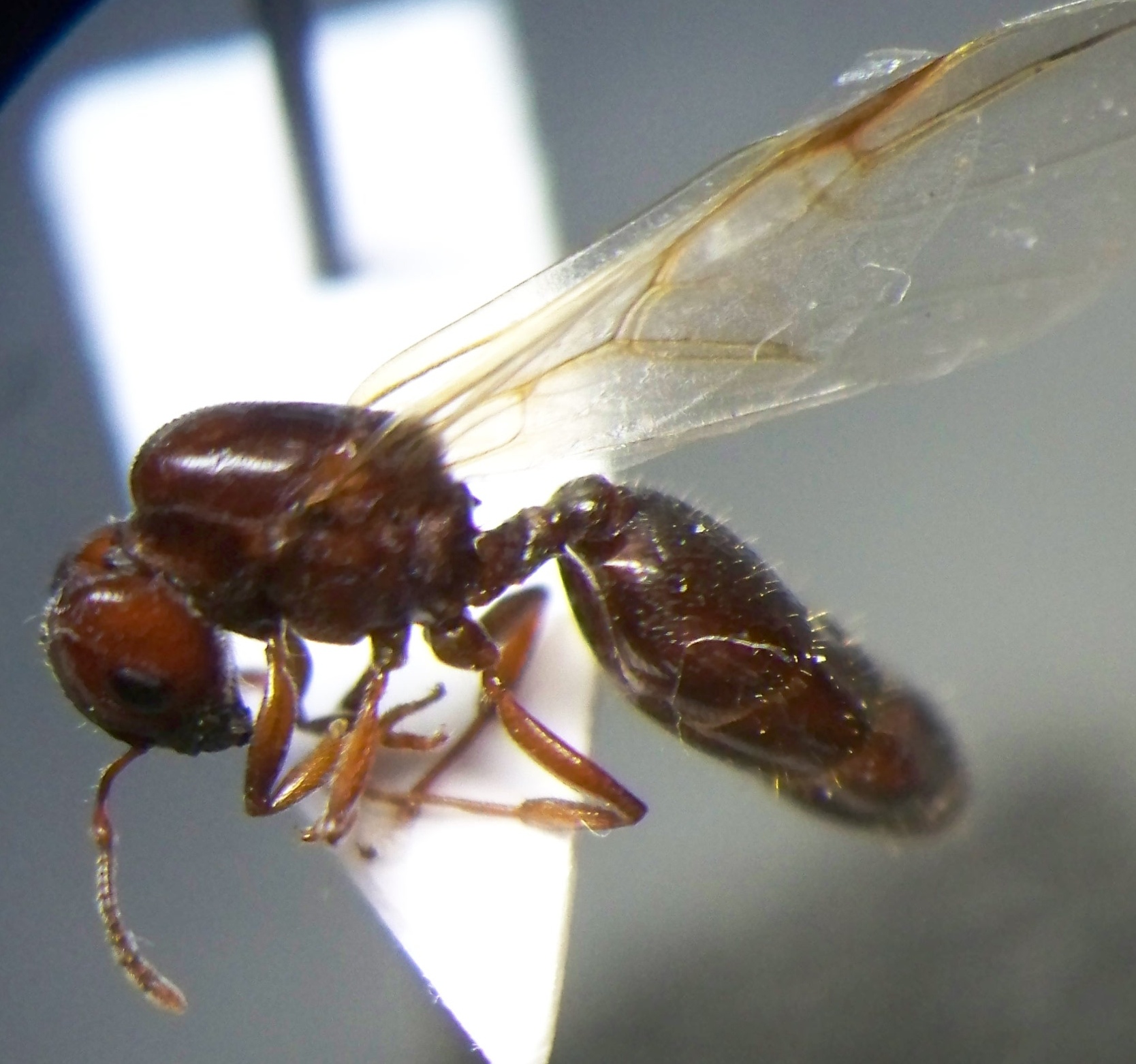 Index of /museum/crematogaster/crematogaster_sphaerocrema_gabonensis ...